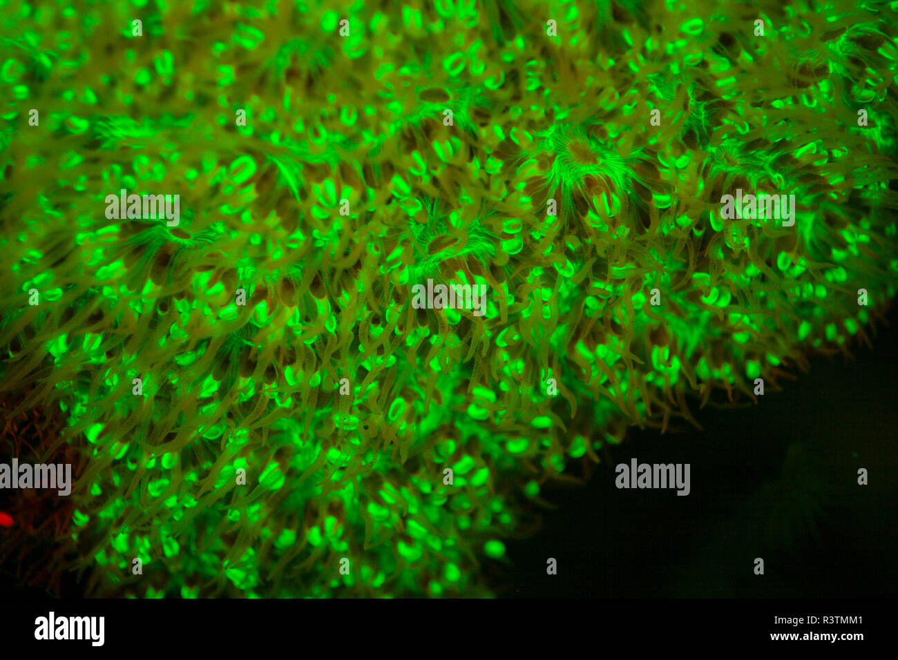 Fluorescence emitted in corals, captured using special barrier filter ...