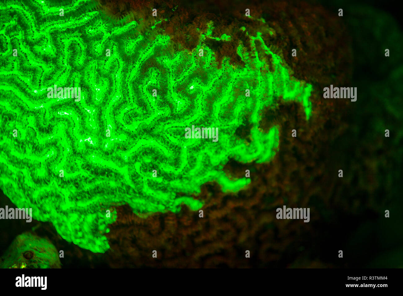 Fluorescence emitted in corals, captured using special barrier filter ...