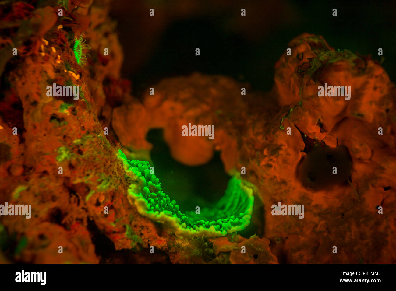Fluorescence emitted in corals, captured using special barrier filter ...