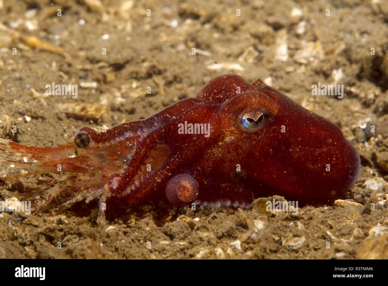 Rossia hi-res stock photography and images - Alamy