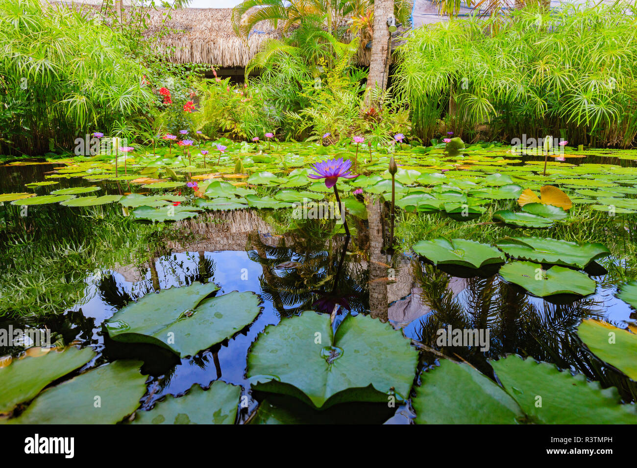 Bora bora fish hi-res stock photography and images - Alamy