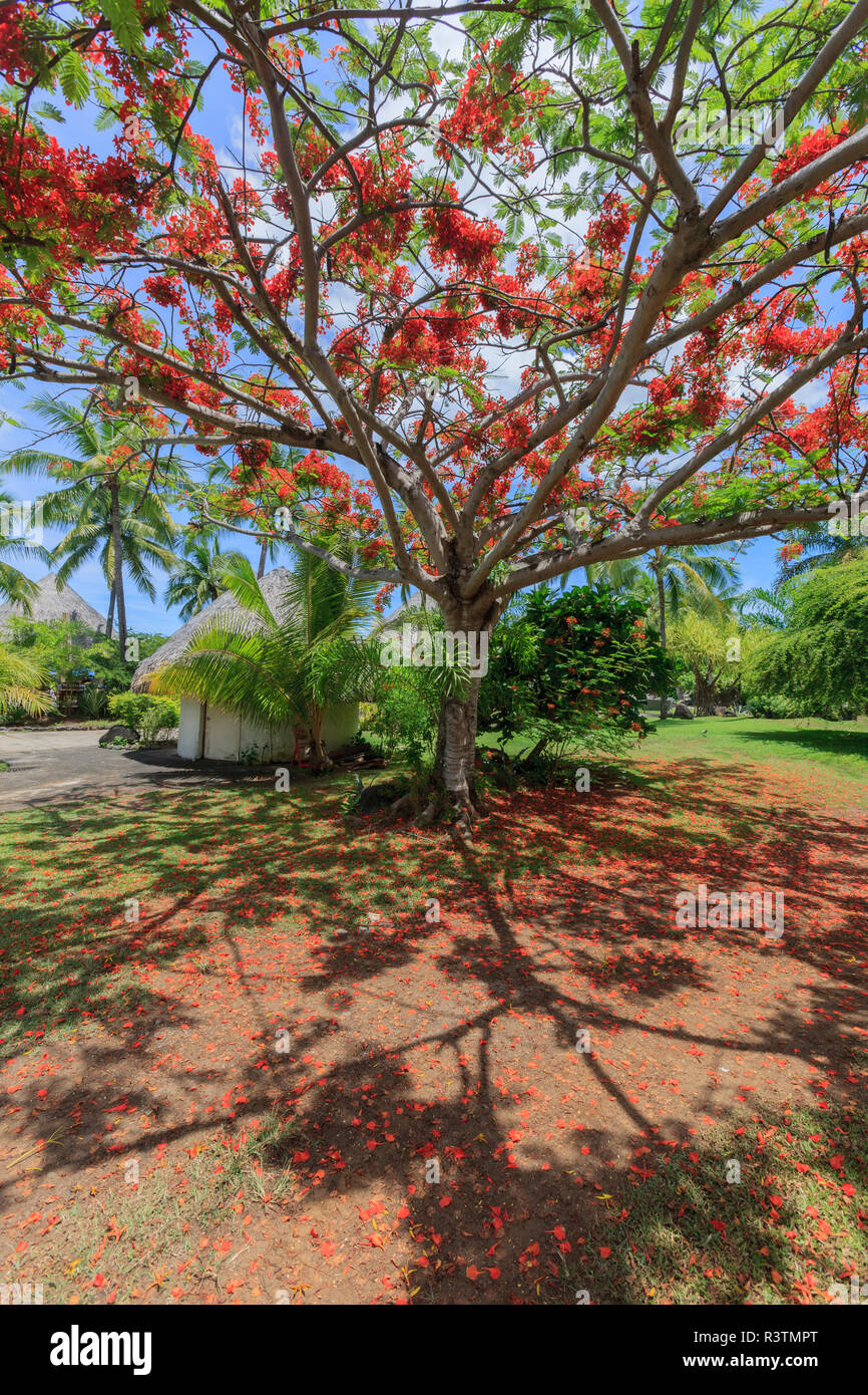 Colorful tree. Tahiti. French Polynesia Stock Photo - Alamy