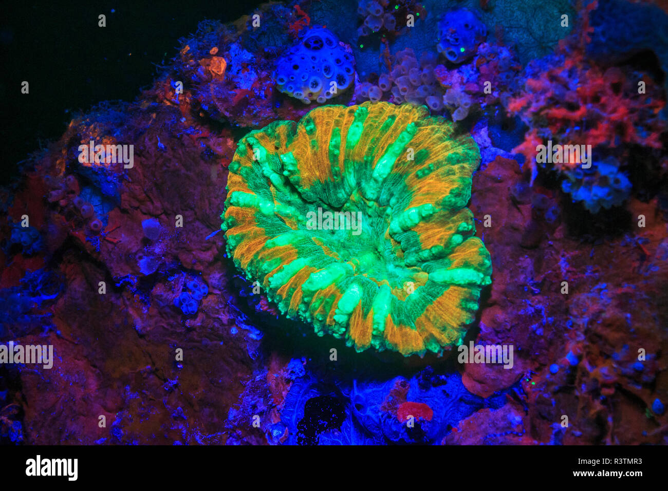 Flower micronesia hi-res stock photography and images - Alamy