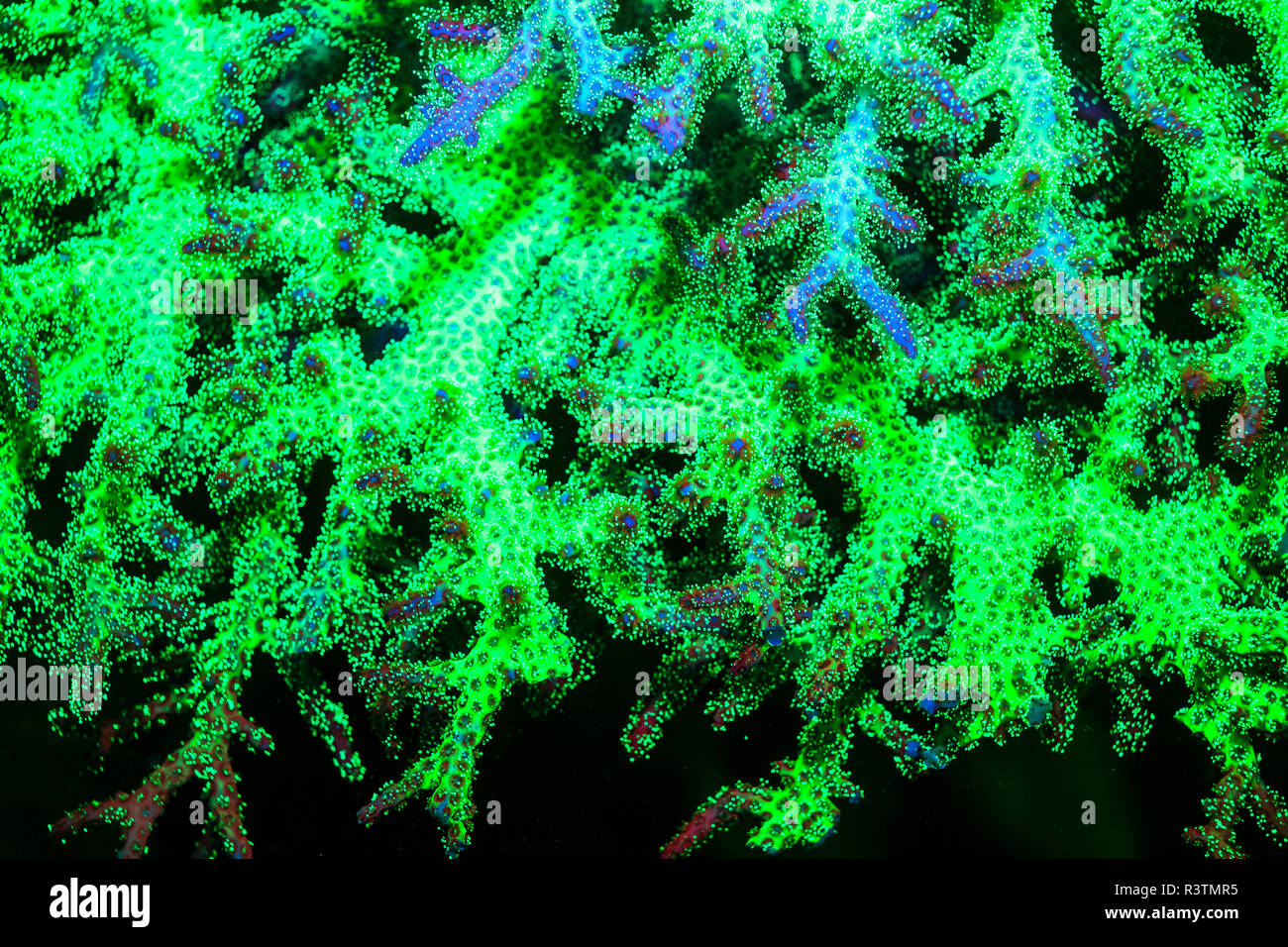 Finger coral hi-res stock photography and images - Alamy