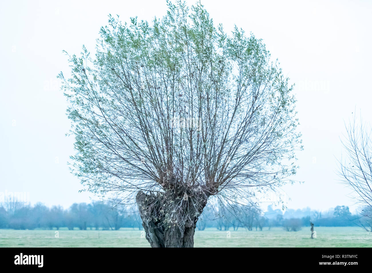 Pollarded Willow tree taken at night at Coombe Hill, Gloucestershire.UK ...