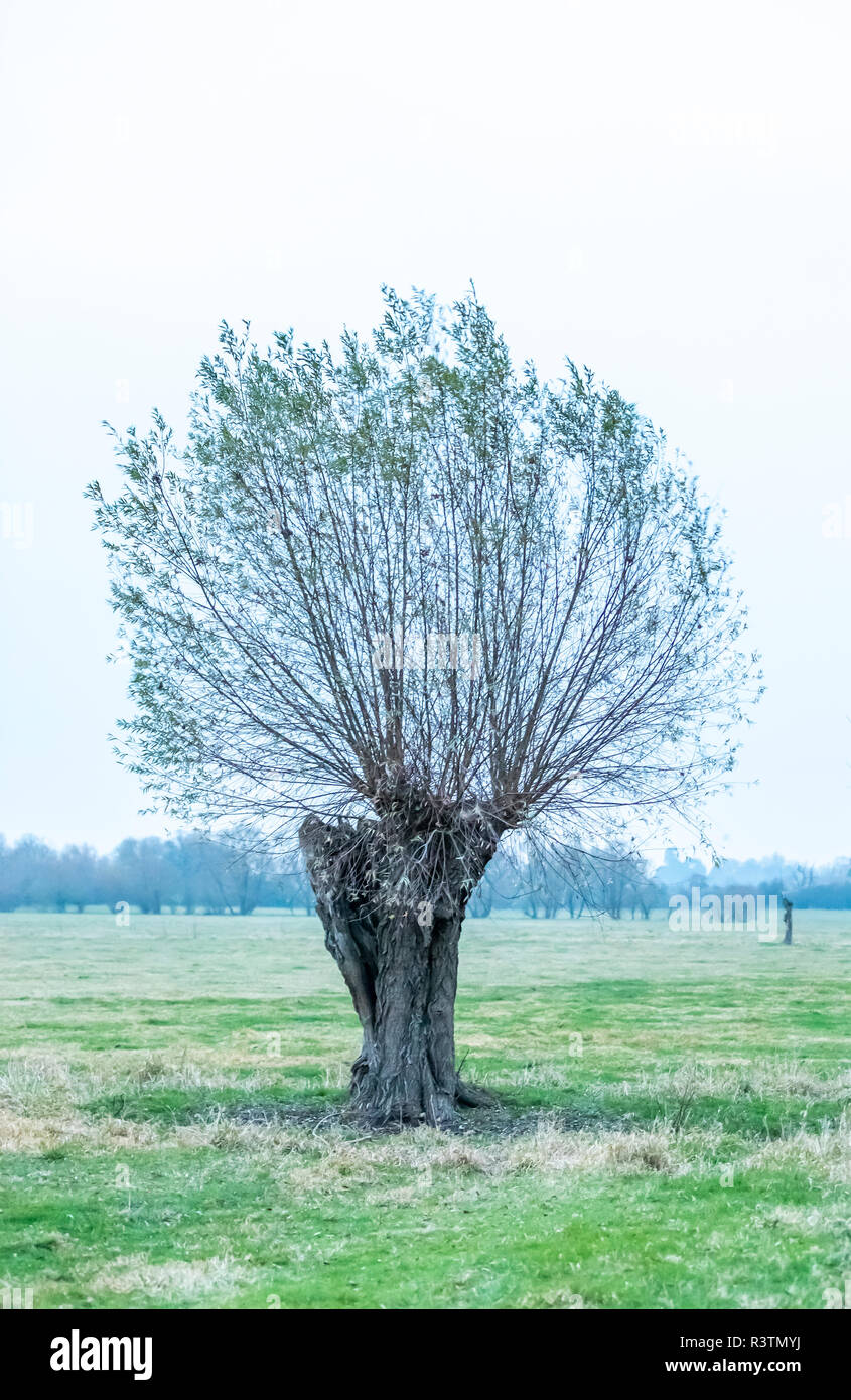 Pollarding pruning a willow tree hi-res stock photography and images ...