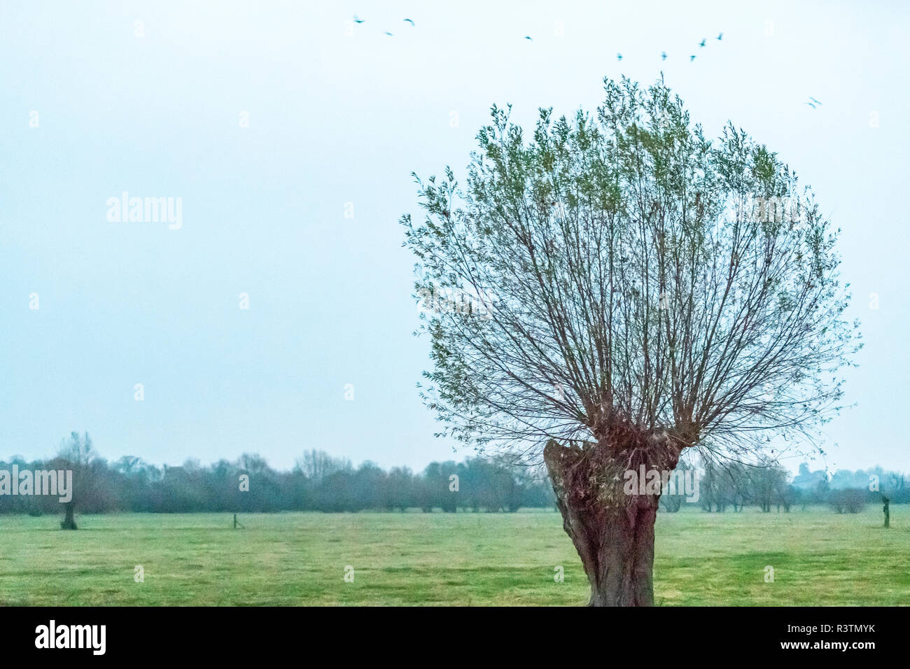 Pollarded Willow tree taken at night at Coombe Hill, Gloucestershire.UK ...