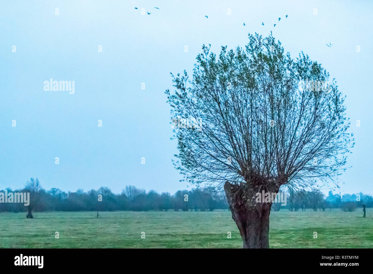Pollarded Willow tree taken at night at Coombe Hill, Gloucestershire.UK ...
