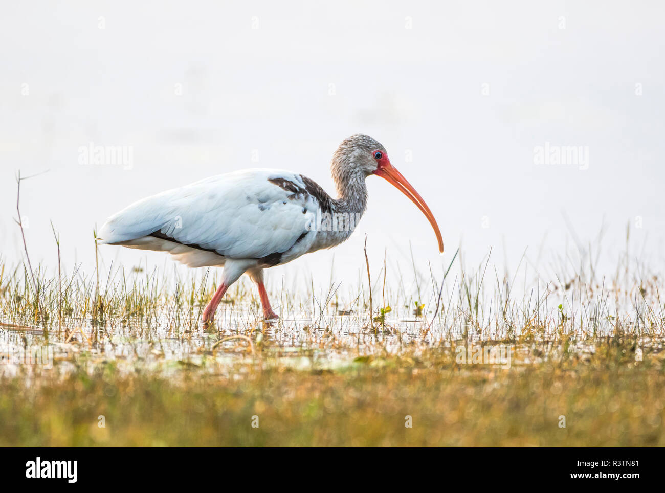 Belize, Crooked Tree Wildlife Sanctuary. Immature White Ibis forages ...