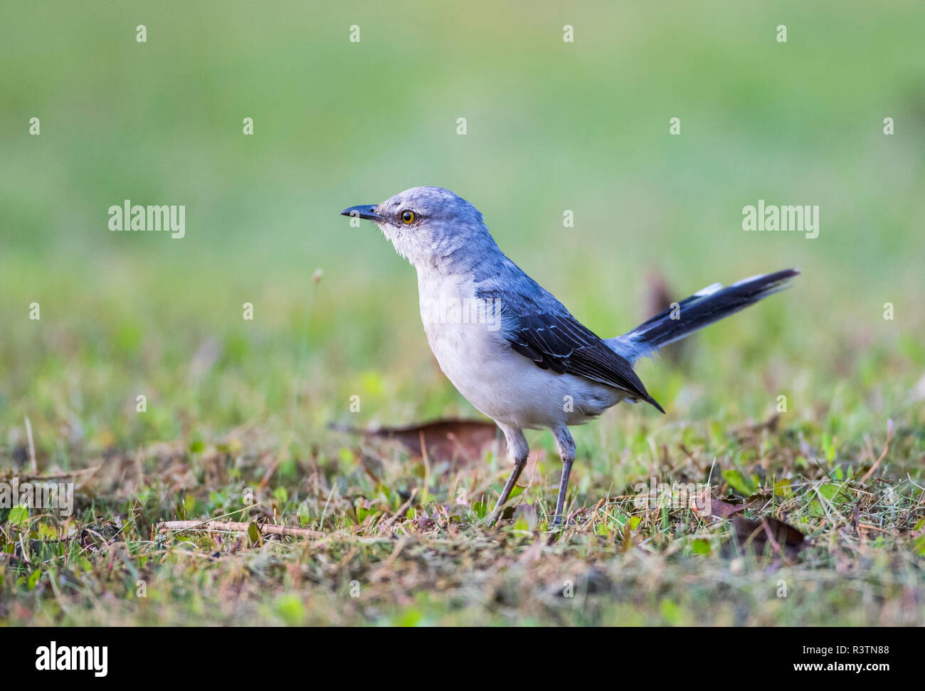 Belize, Crooked Tree Wildlife Sanctuary. Tropical Mockingbird walks ...