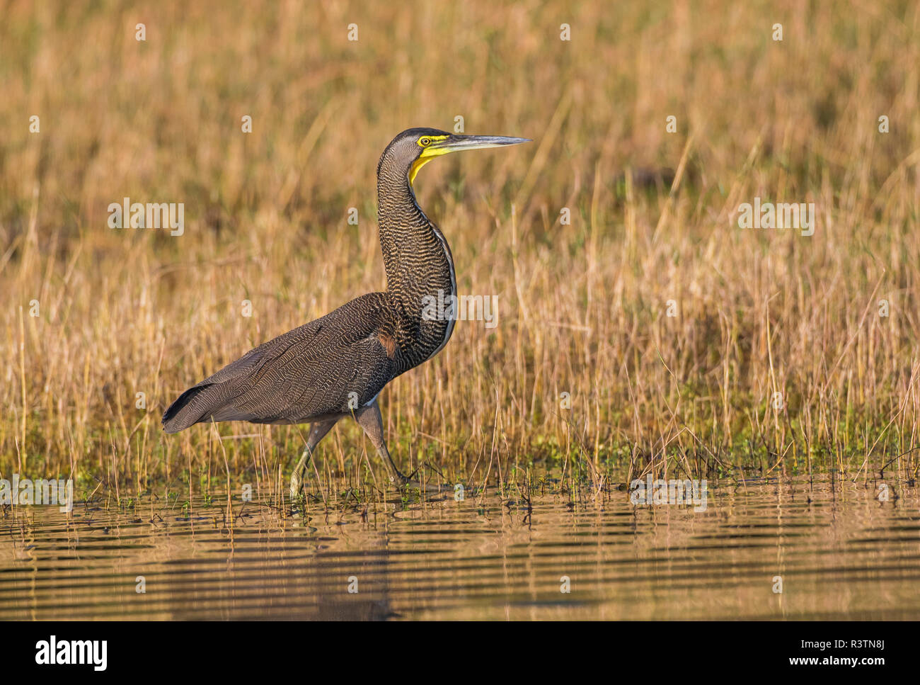 Belize, Crooked Tree Wildlife Sanctuary. Bare-throated Tiger Heron ...