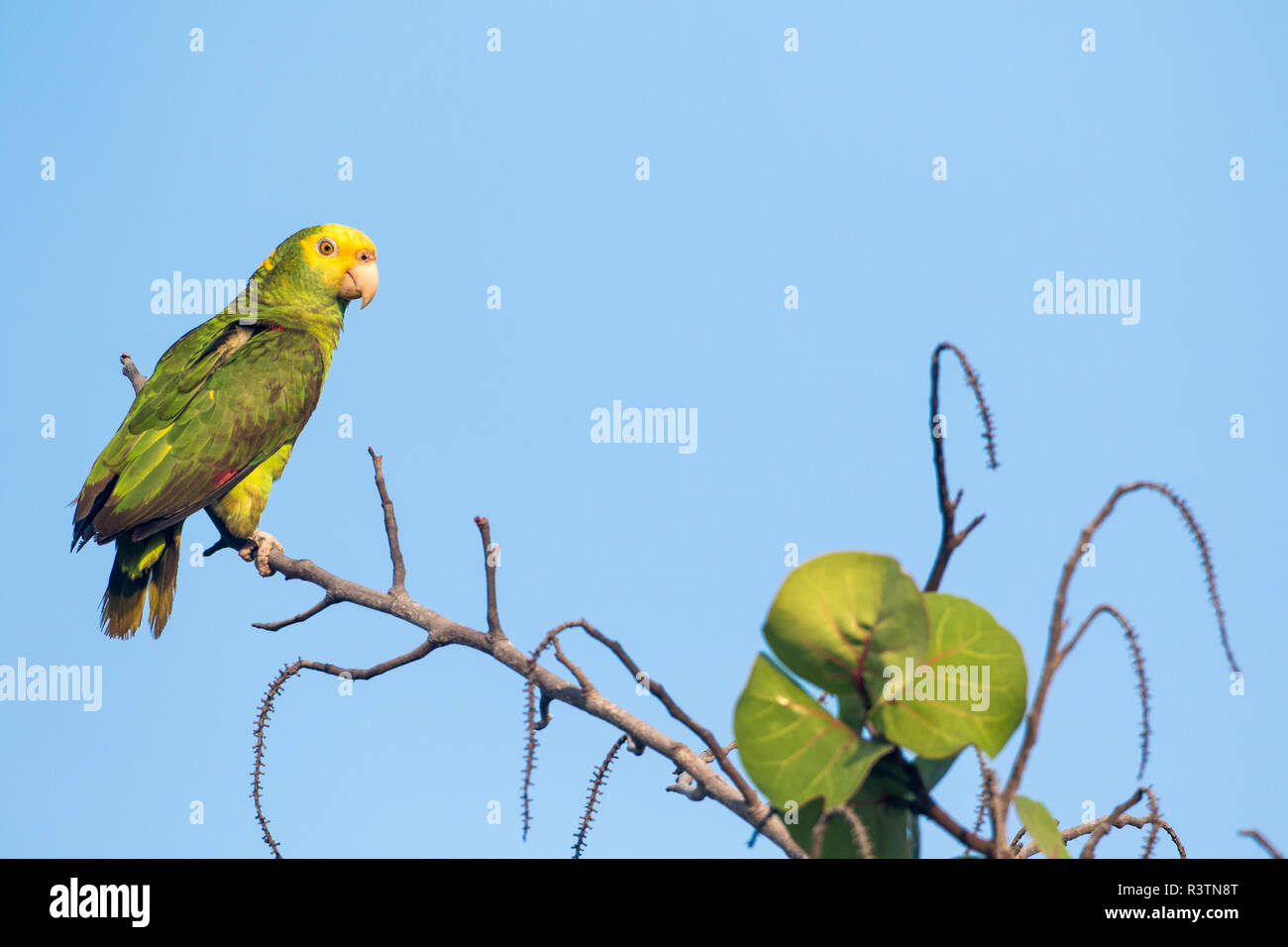 Belize, Ambergris Caye. Yellow-headed Parrot sits on a tree branch ...