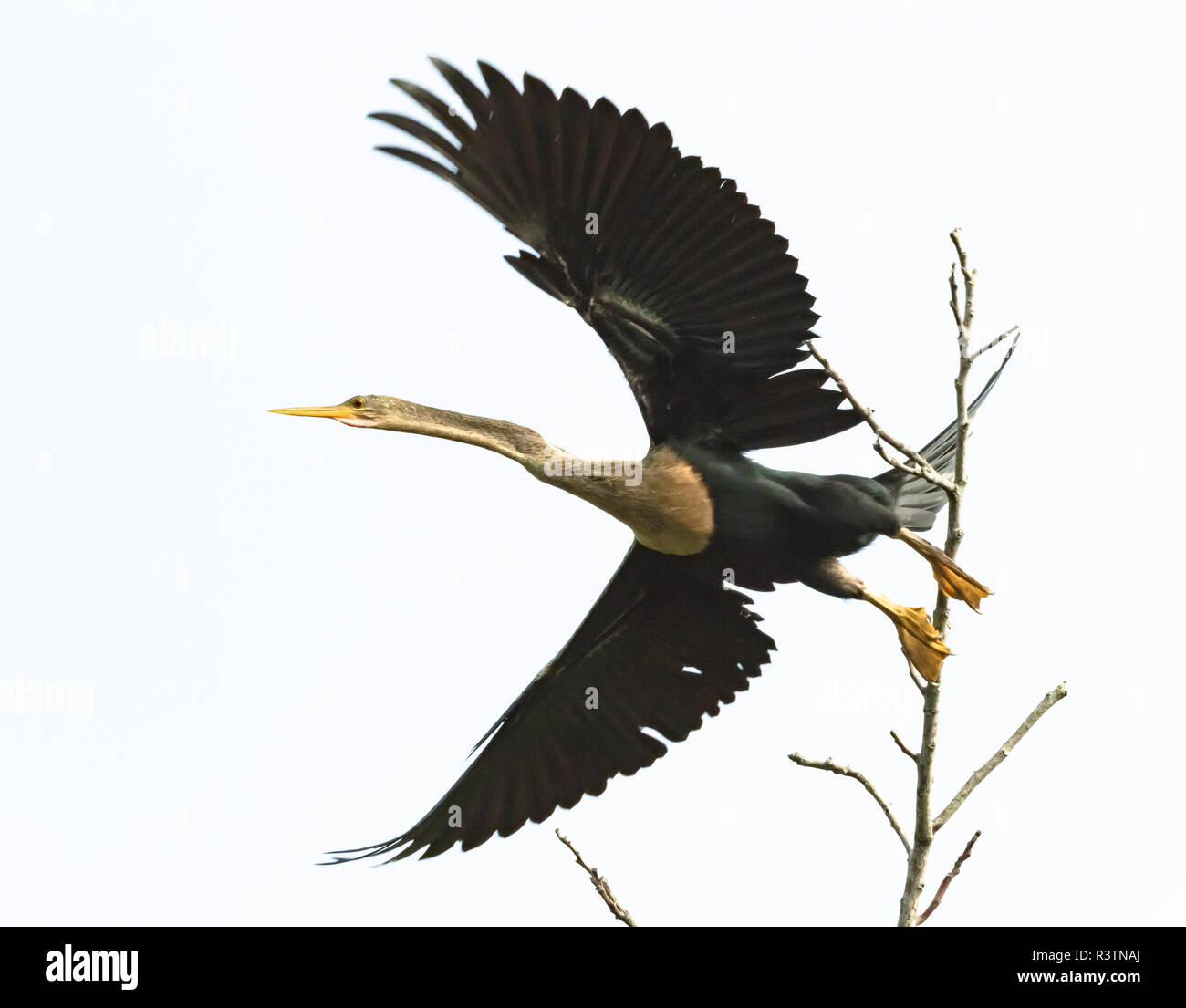 Anhinga taking flight, Southern Lagoon, Belize Stock Photo - Alamy