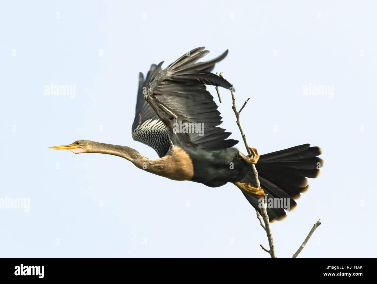 Anhinga taking flight, Southern Lagoon, Belize Stock Photo - Alamy