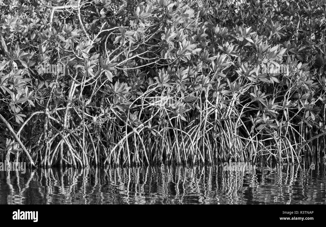 Mangrove point Black and White Stock Photos & Images - Alamy