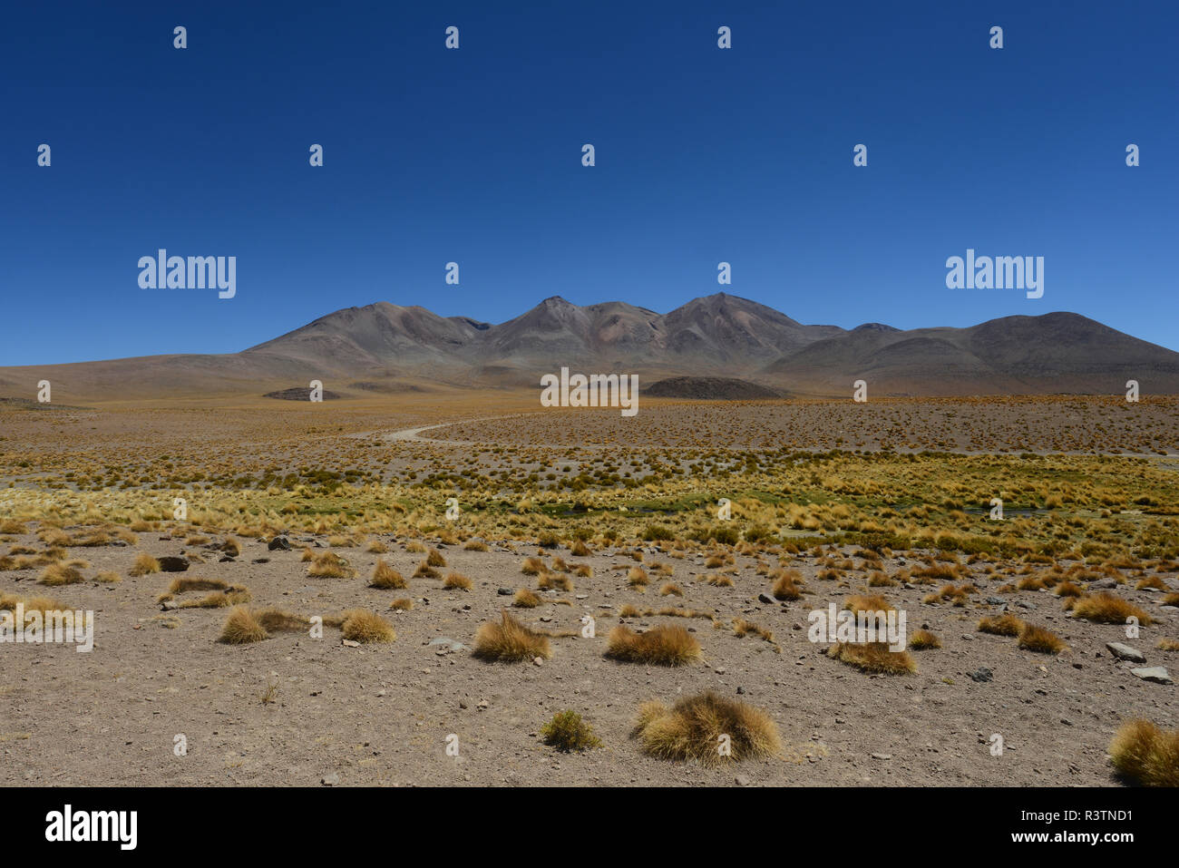 Anthony of the desert hi-res stock photography and images - Alamy