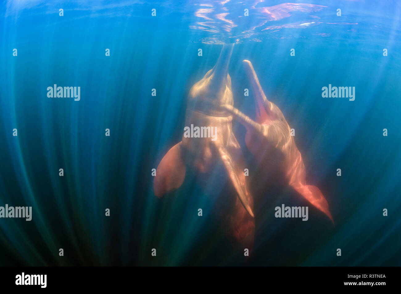 Amazon river dolphin underwater hi-res stock photography and images - Alamy