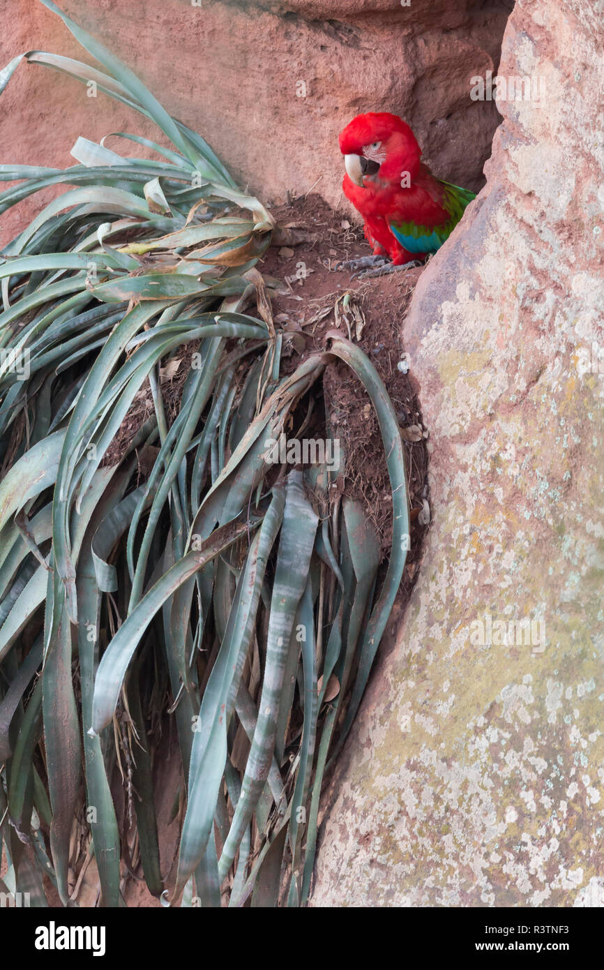 Ara chloropterus chick hi-res stock photography and images - Alamy