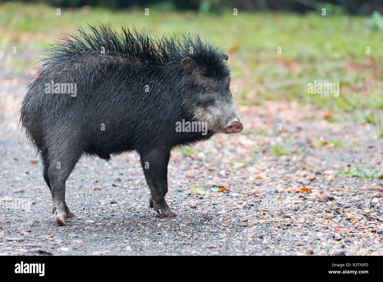 Brazil, Mato Grosso do Sul. Male white-lipped peccary, Tayassu pecari ...