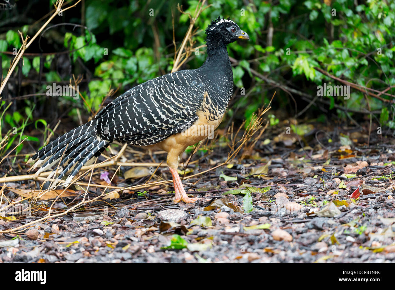 Brazil, Mato Grosso do Sul, female bare-faced curassow, Crax fasciolata ...