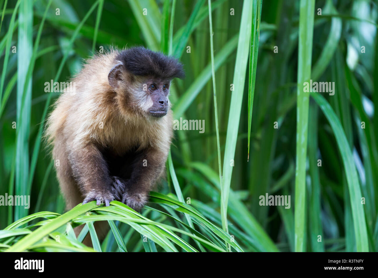 Brown capuchin monkey hi-res stock photography and images - Alamy