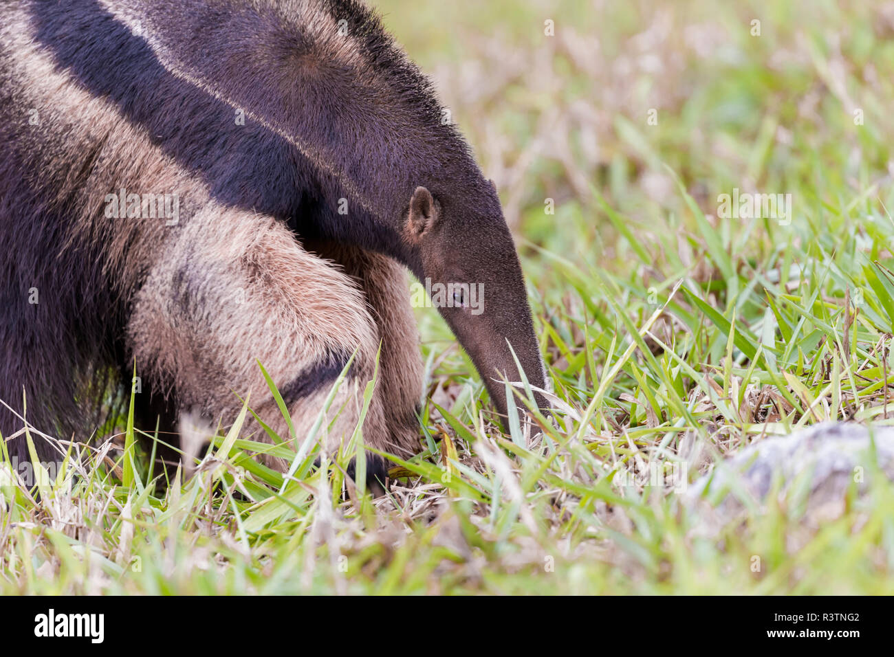 Myrmecophaga tridactyl hi-res stock photography and images - Alamy