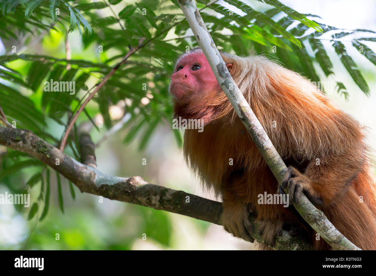Brazil, Amazon, Manaus, Amazon EcoPark Jungle Lodge, bald uakari monkey ...
