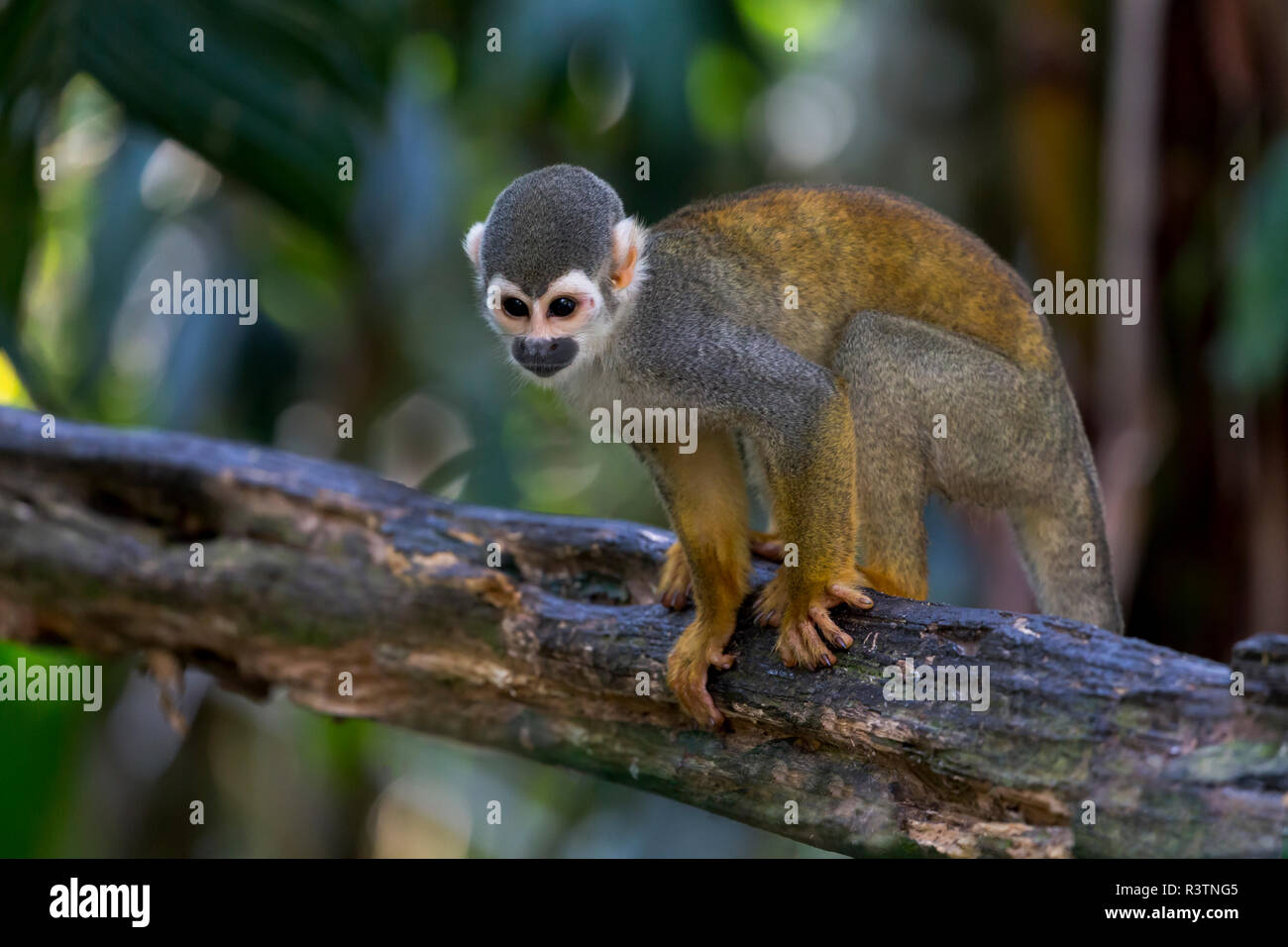 Brazil, Amazon, Manaus, Amazon EcoPark Jungle Lodge, common squirrel ...