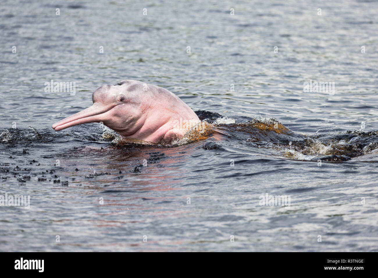 Dolphin with head out of water hi-res stock photography and images - Alamy