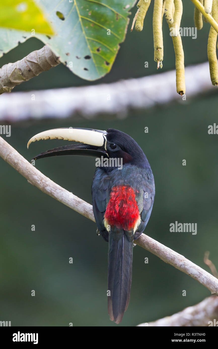 Brazil, Amazon, near Manaus, black-necked aracari, Pteroglossus aracari ...
