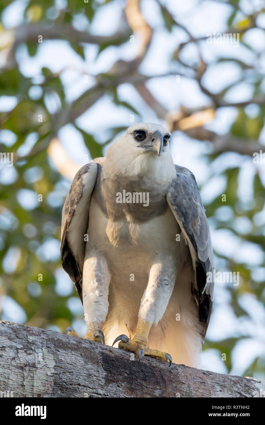 Brazil, Amazon, near Manaus, harpy eagle, Harpia harpyja. This juvenile ...