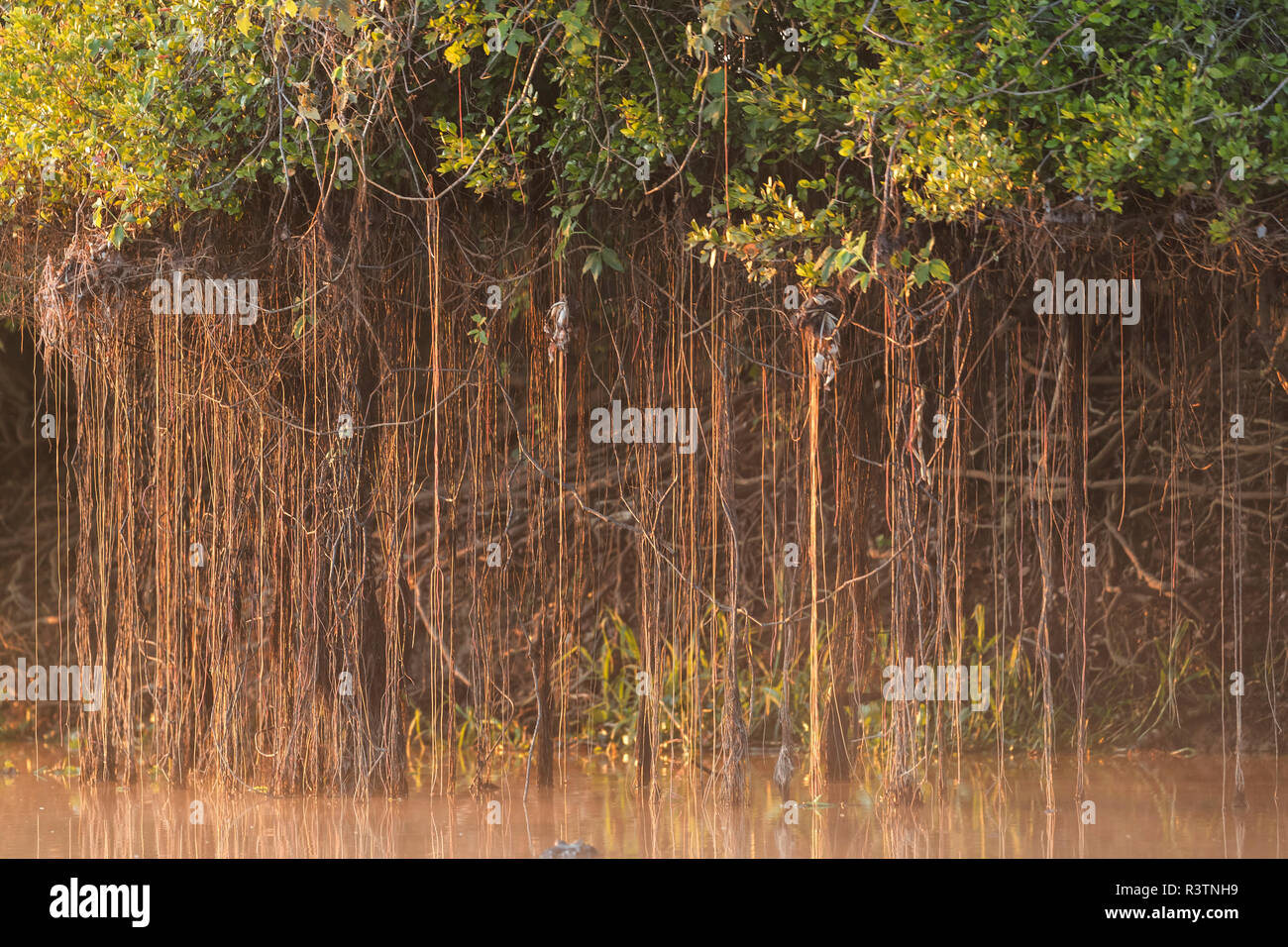 Brazil, The Pantanal, Rio Cuiaba. Thick vines hang down from the trees ...