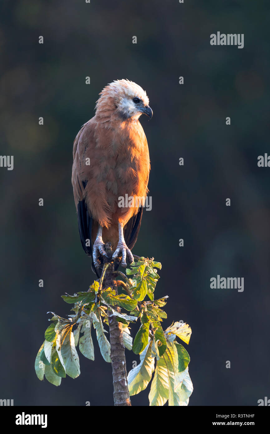 Brazil, The Pantanal, Black-collared hawk, Busarellus nigricollis ...