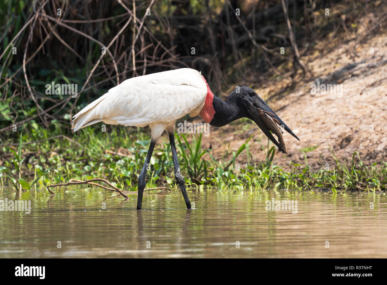Brazil, The Pantanal, jabiru, Jabiru mycteria. A jabiru works at eating ...