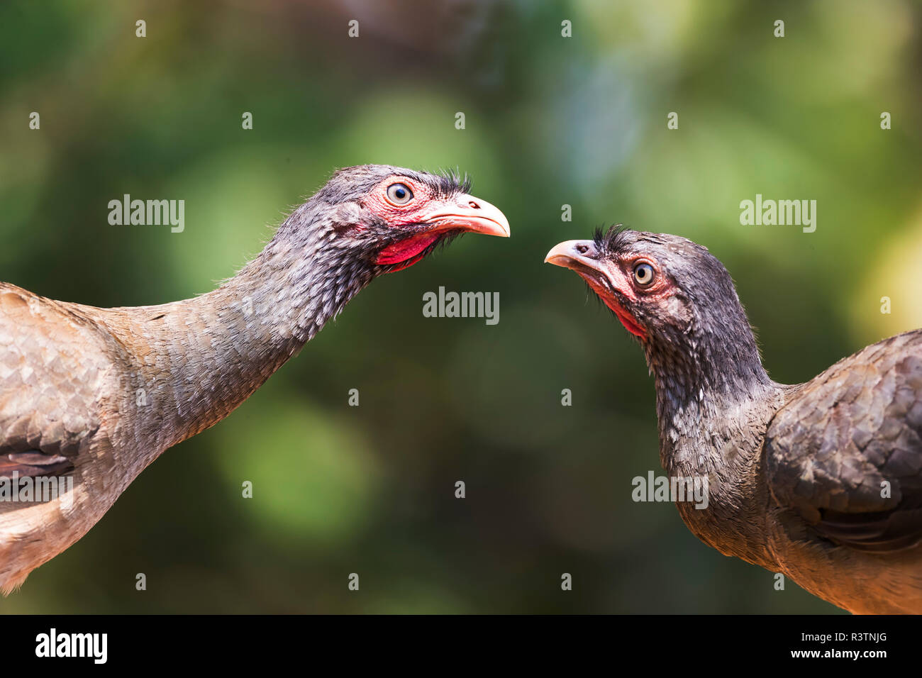 Ortalis canicollis hi-res stock photography and images - Alamy
