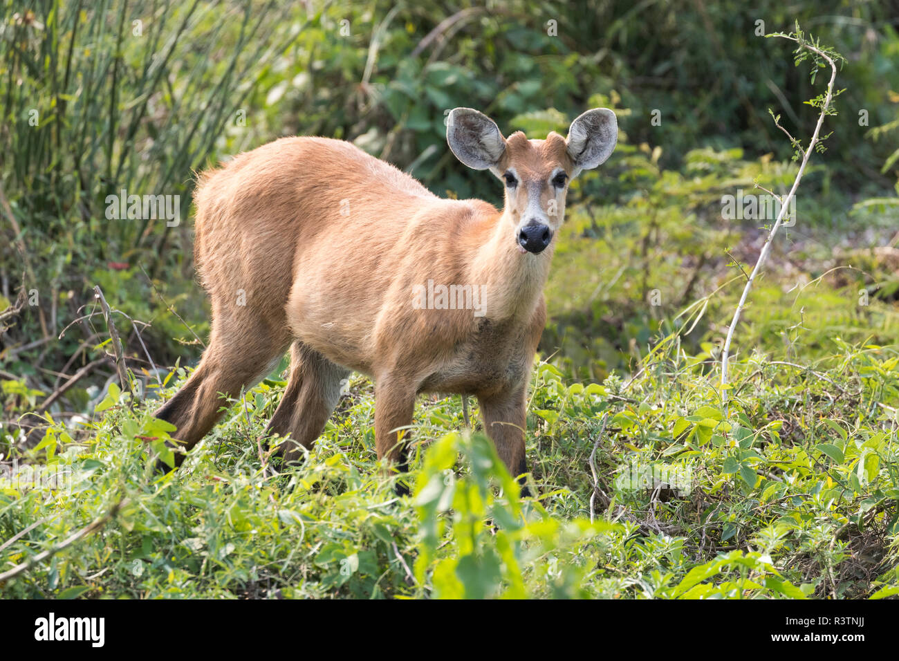 Brazil, The Pantanal, marsh deer, Blastocerus dichotomus. Portrait of a ...