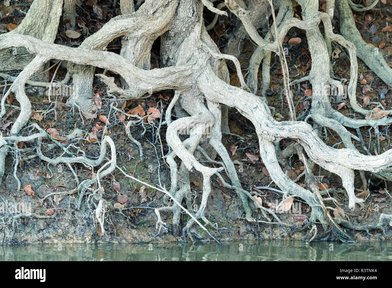Brazil, The Pantanal, Rio Negro. The roots of the trees along the river ...