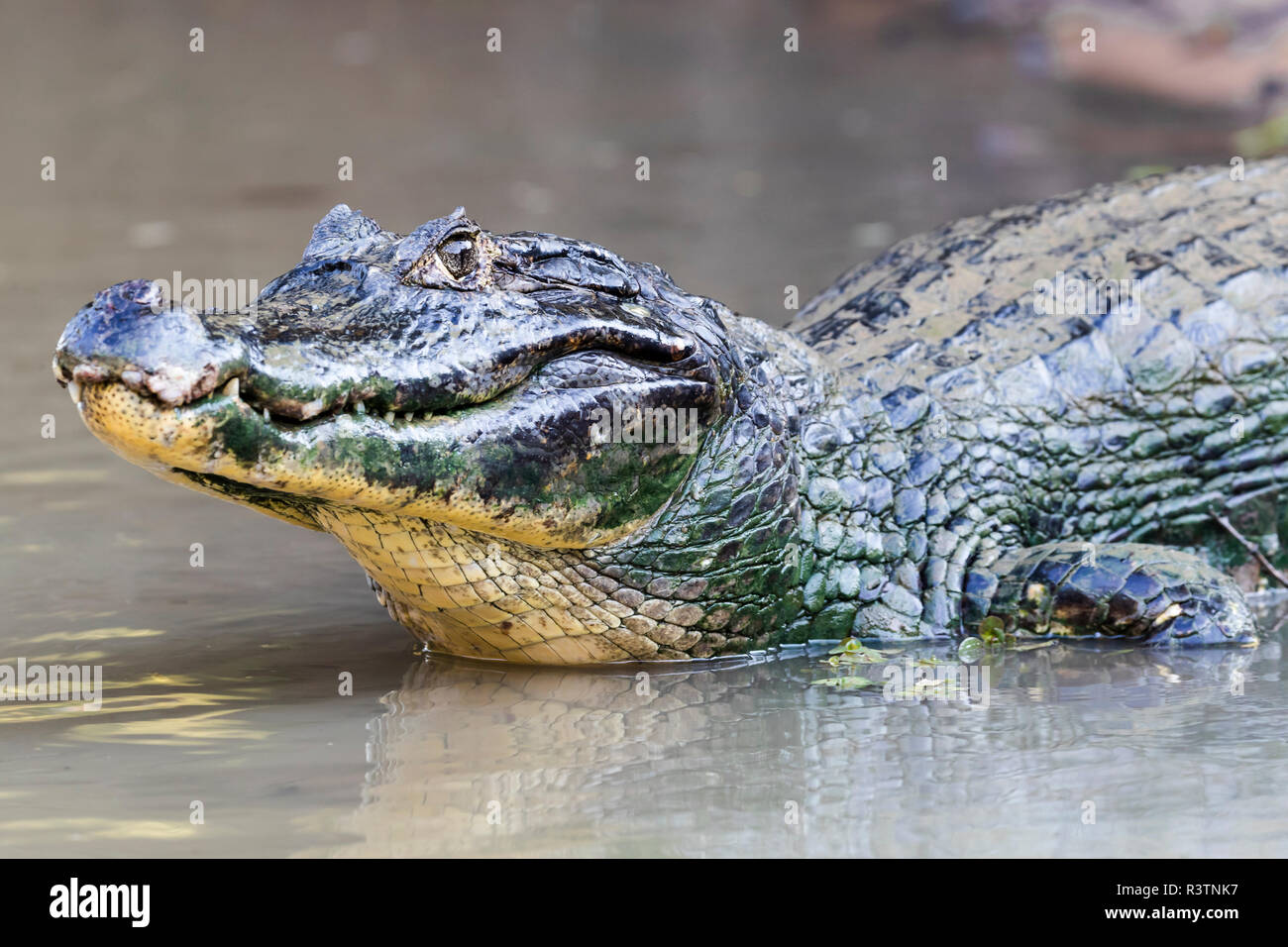 Black caiman habitat hi-res stock photography and images - Alamy