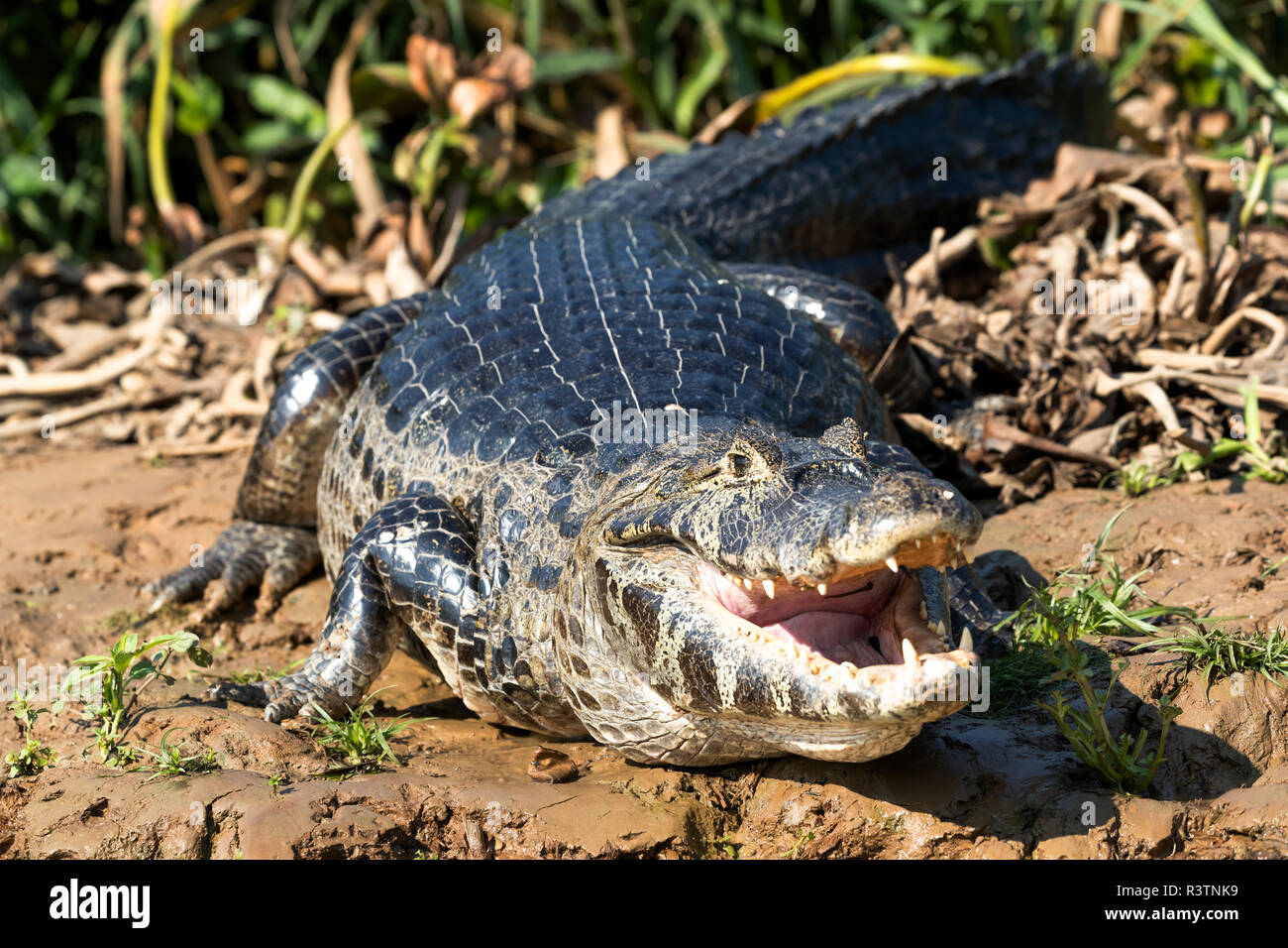Brazil, The Pantanal, Rio Cuiaba. Portrait of a black caiman sunning ...