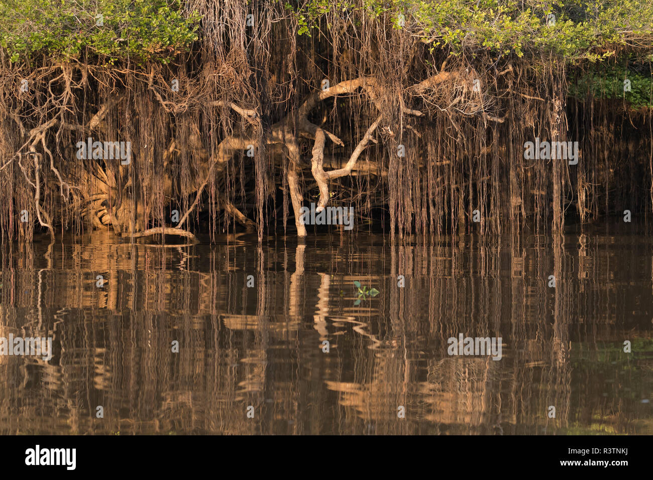 Brazil, The Pantanal, Rio Cuiaba. Thick vines hang down from the trees ...
