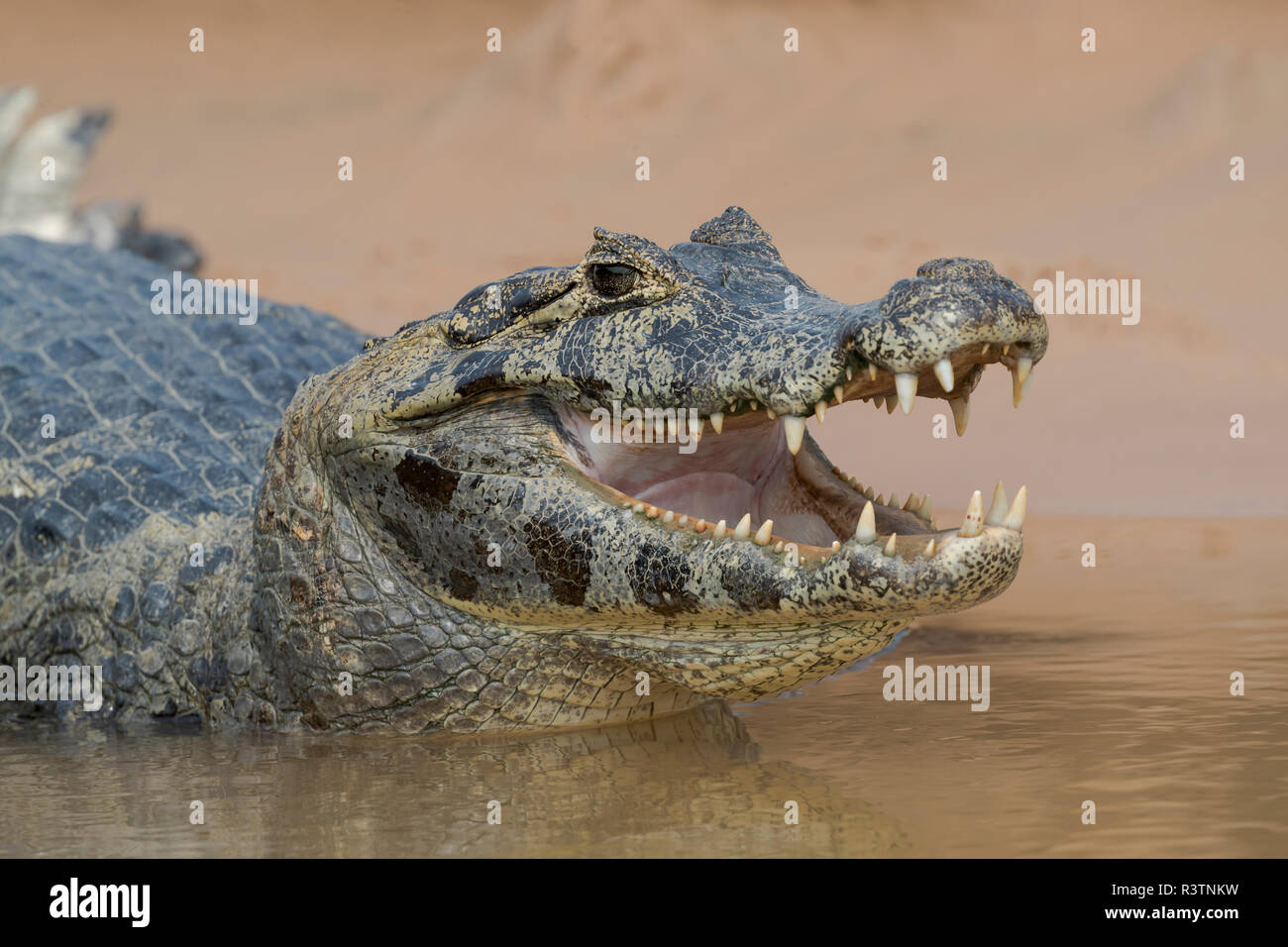 Black caiman habitat hi-res stock photography and images - Alamy