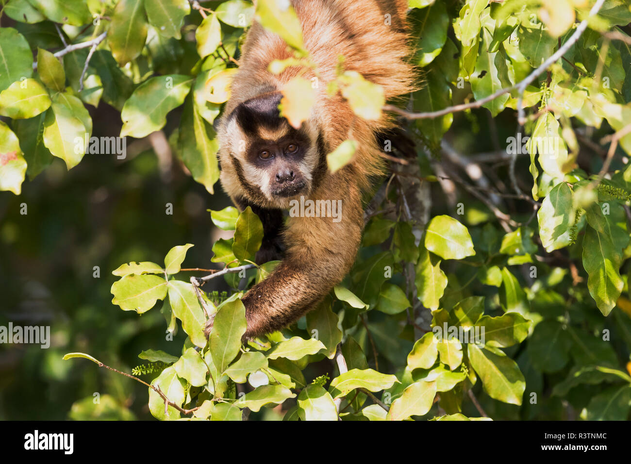 Brazil, The Pantanal. Brown Capuchin monkey eating fruit in a tree ...