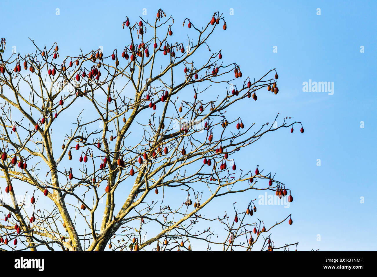 Red seed pods hi-res stock photography and images - Alamy