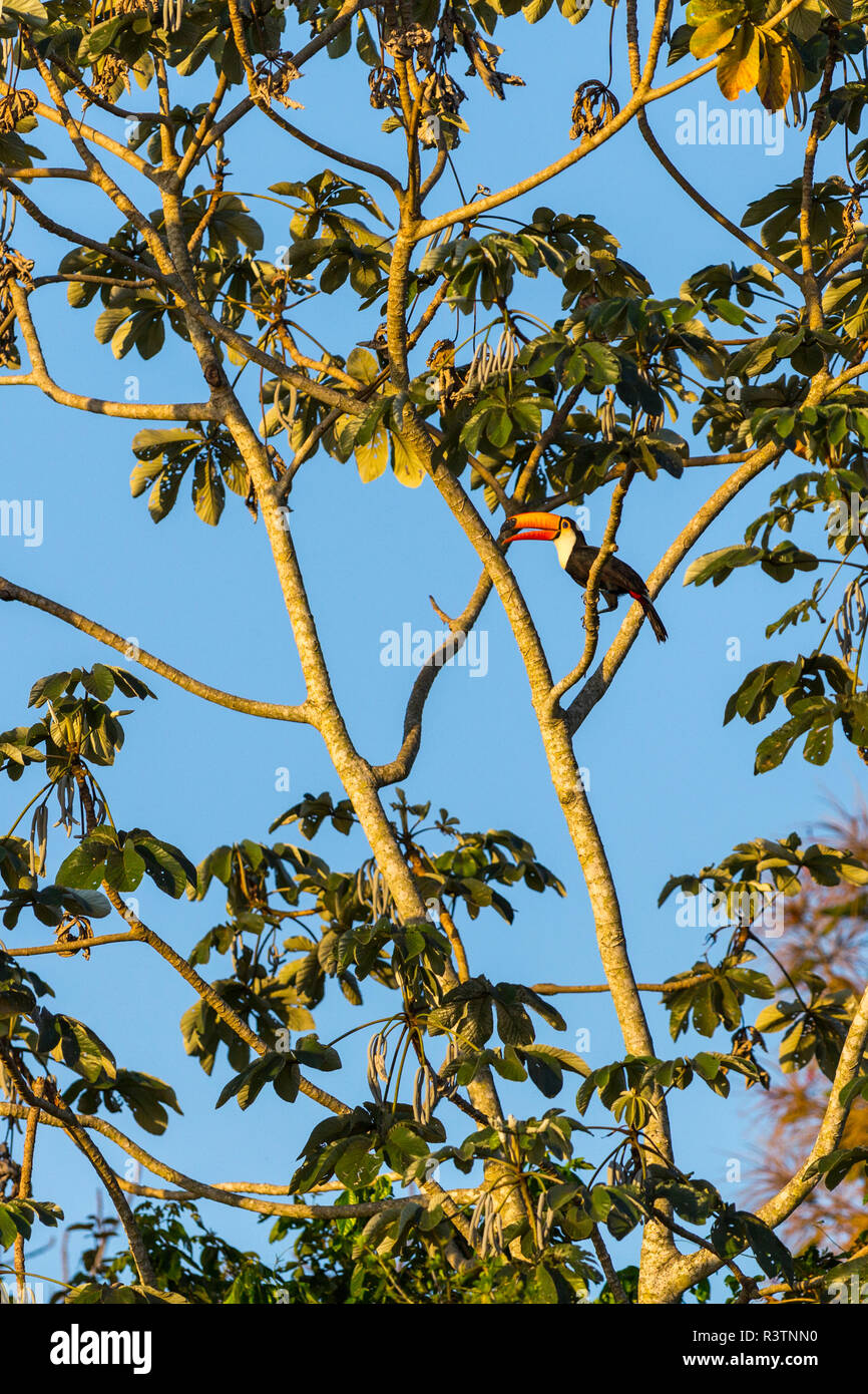 Toucan resting in a tropical tree along a river in the Brazilian ...
