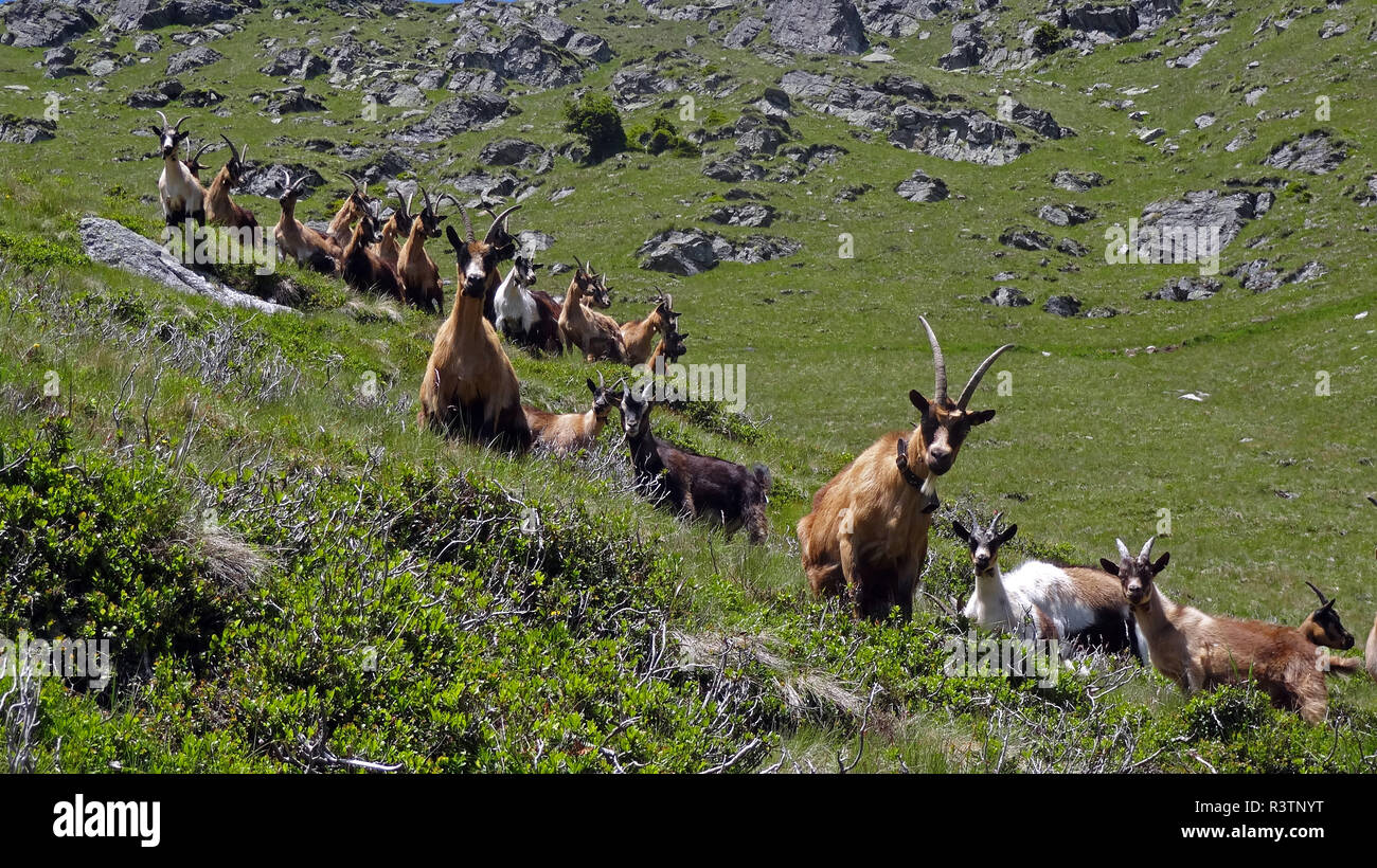 herd of goats on the mutspitze in south tyrol,italy Stock Photo - Alamy