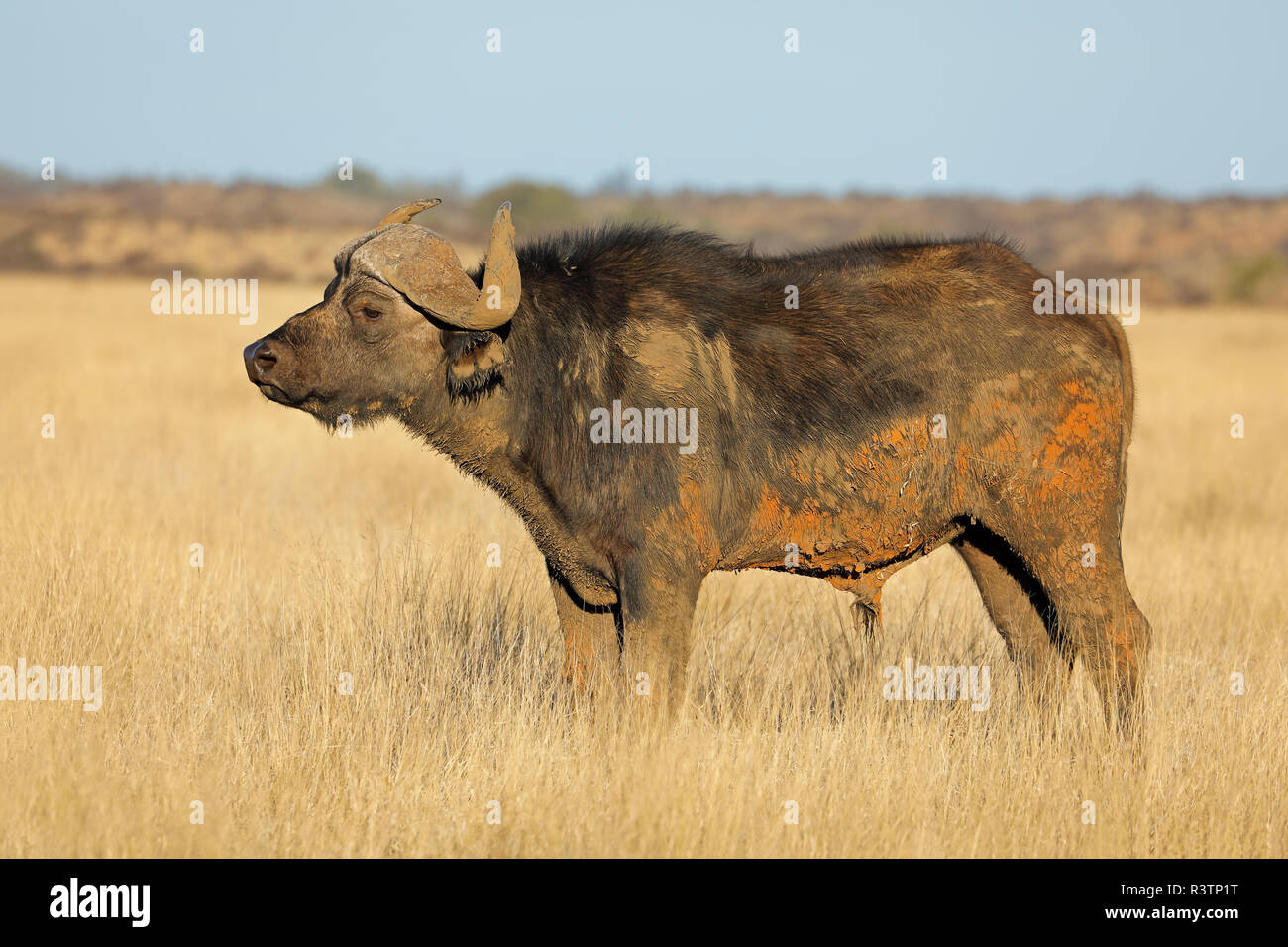 African buffalo syncerus side view hi-res stock photography and images ...