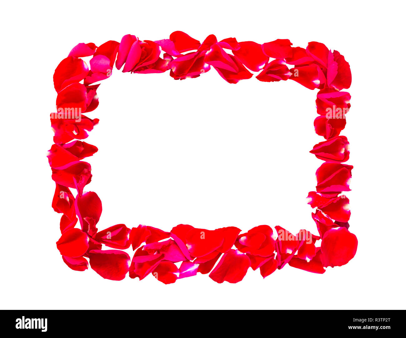 Red petals rose flower frame isolated Stock Photo - Alamy