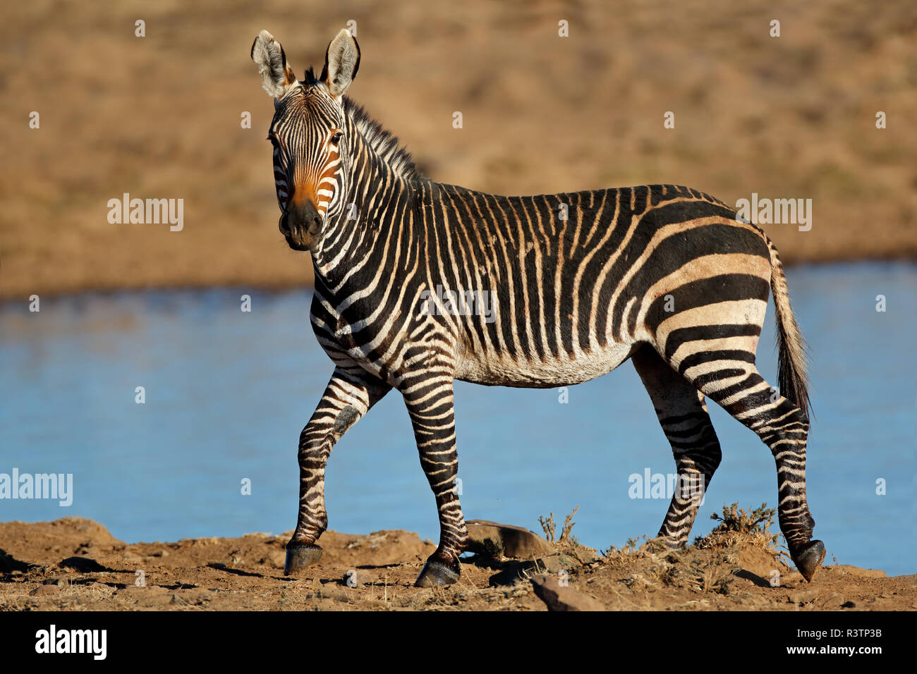 A Cape mountain zebra (Equus zebra) at a waterhole, Mountain Zebra ...
