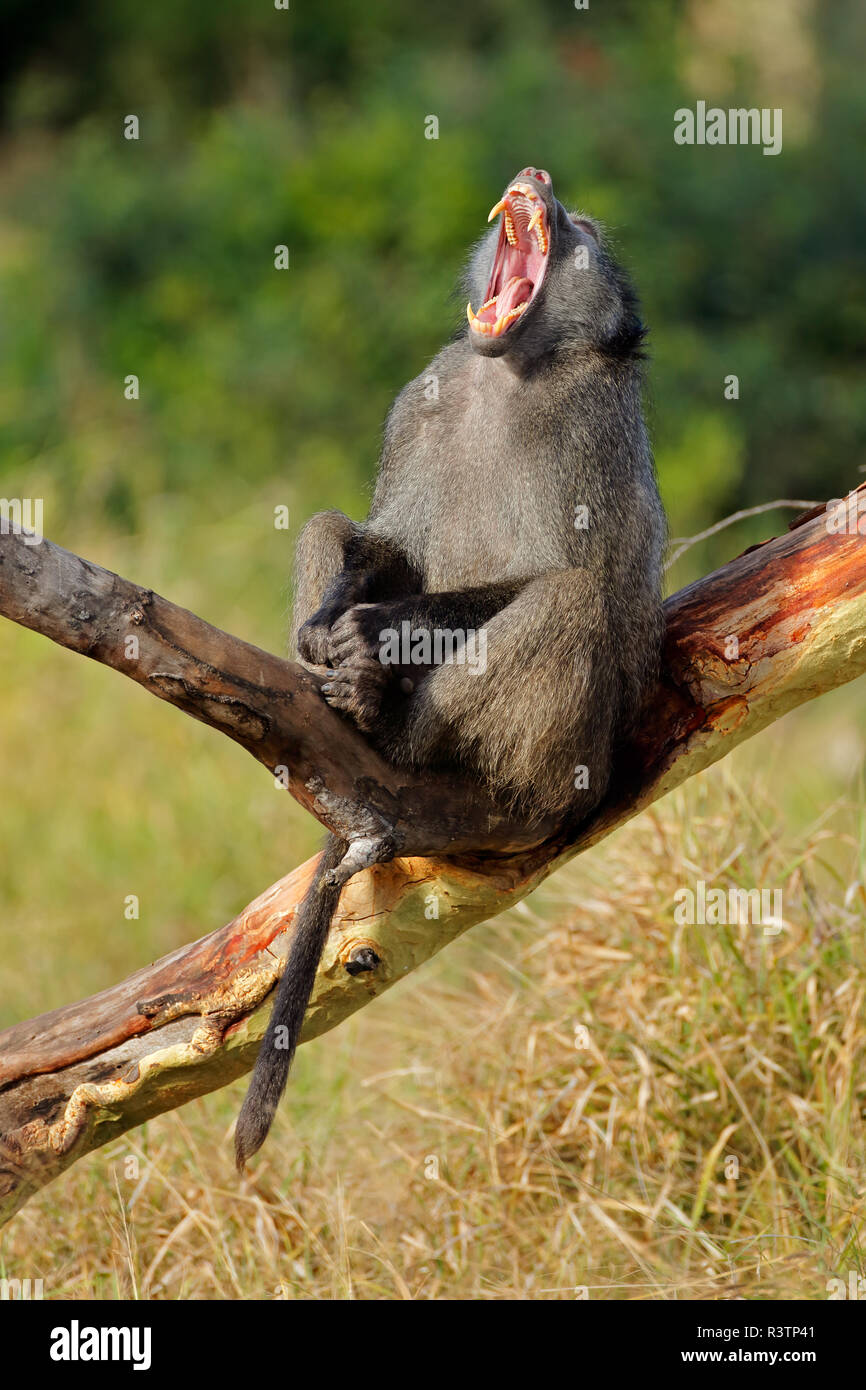 Baboon teeth hi-res stock photography and images - Alamy