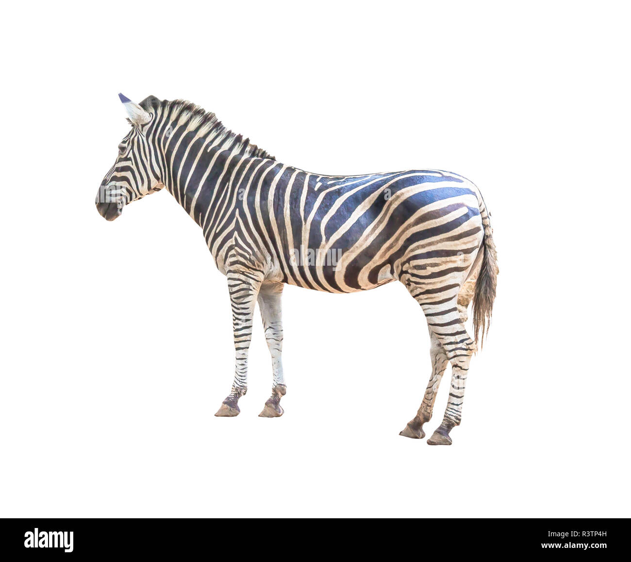 Zebras etosha Cut Out Stock Images & Pictures - Alamy